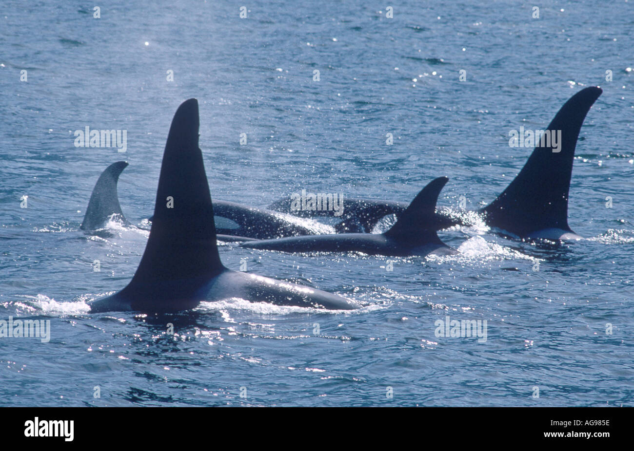 Orcas or killer whales Stock Photo - Alamy