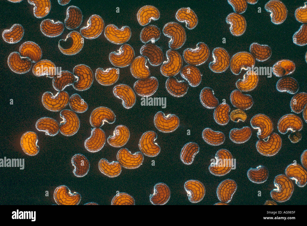 Poppy seeds dispersal hi-res stock photography and images - Alamy