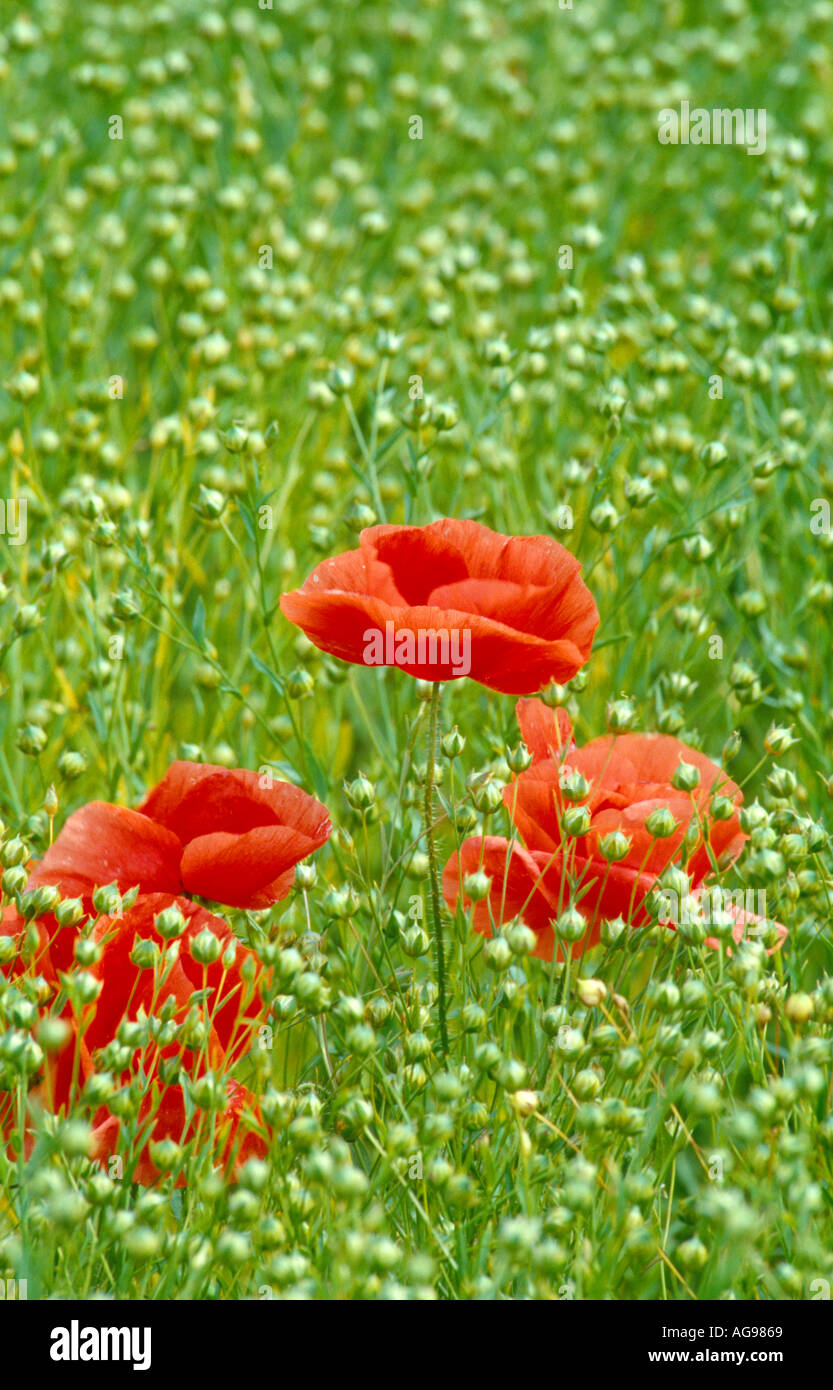 Poppies in flax field Stock Photo - Alamy