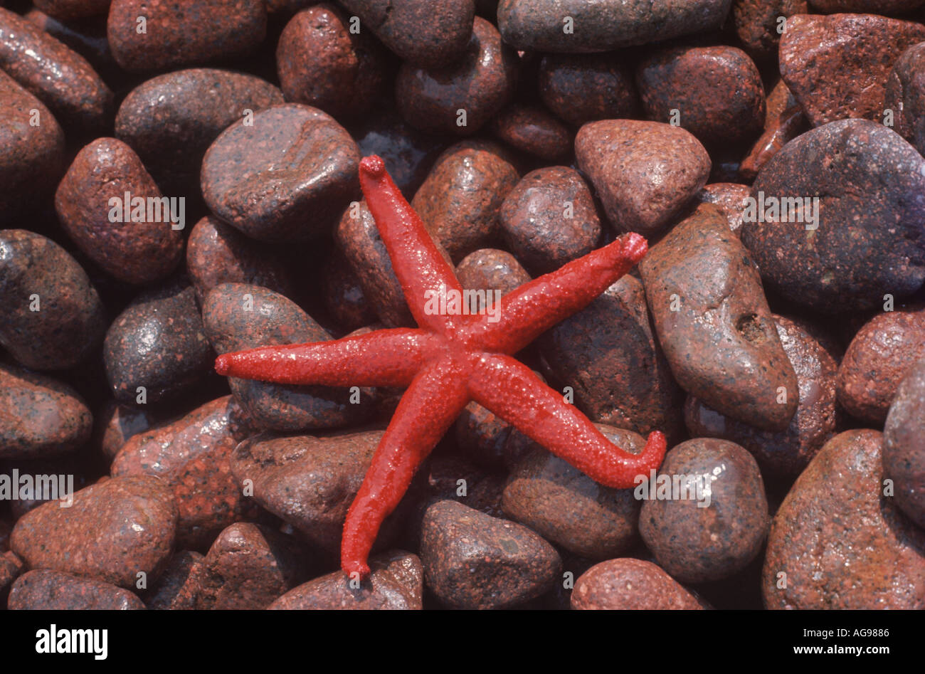 Henricia hi-res stock photography and images - Alamy