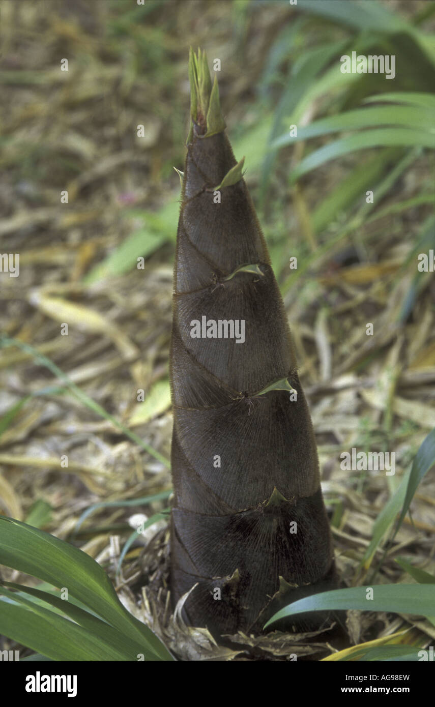 young edible shoot bambu Japan Stock Photo - Alamy