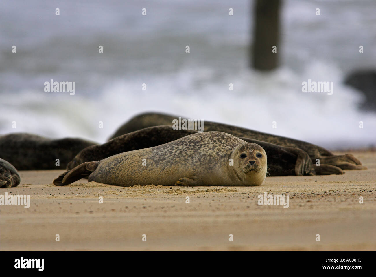 Grey seal pup sleeping hi-res stock photography and images - Alamy