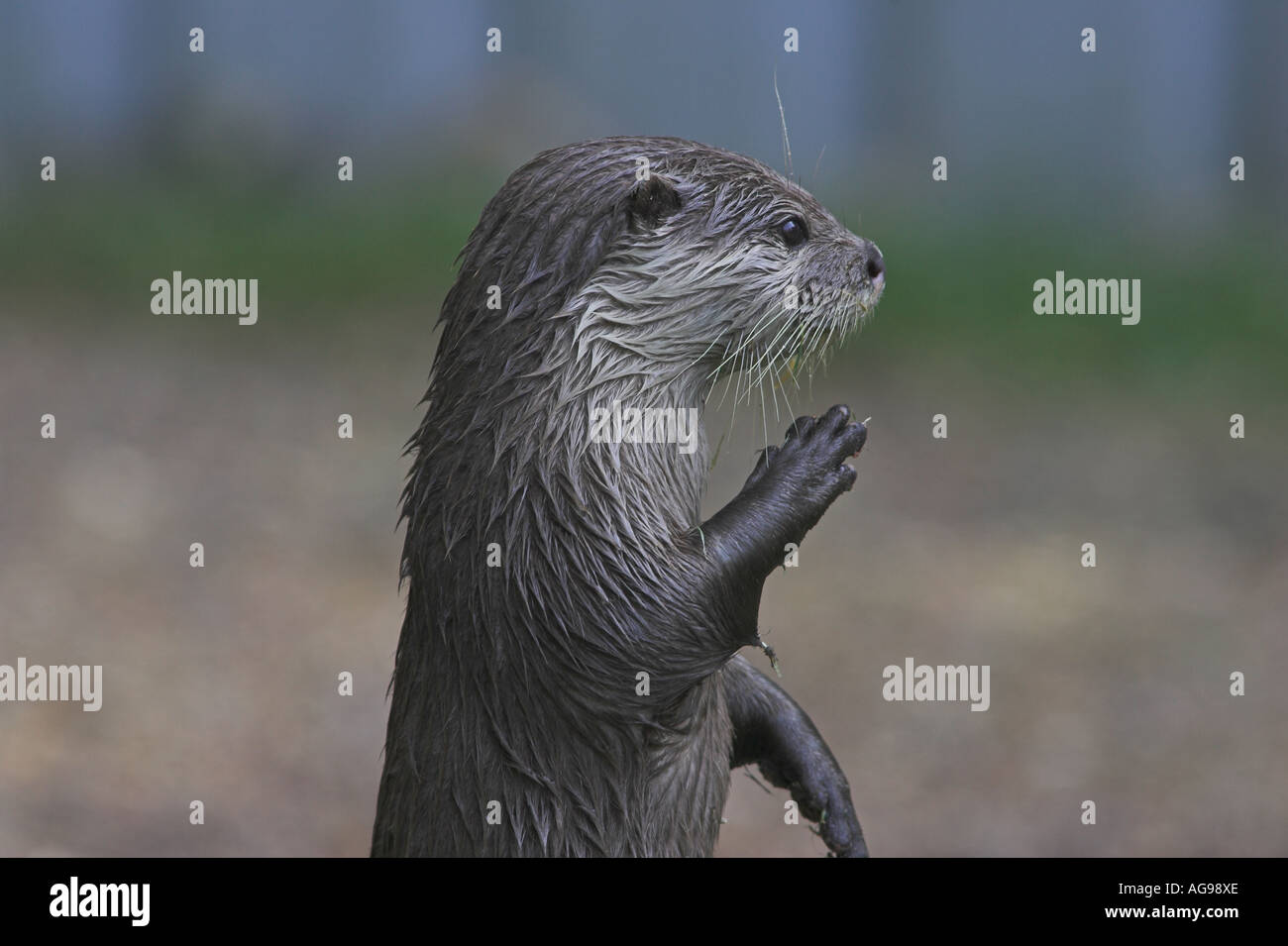 Otter standing hi-res stock photography and images - Alamy