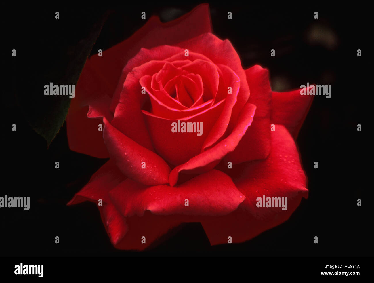 Pink rose in blossom hi-res stock photography and images - Alamy