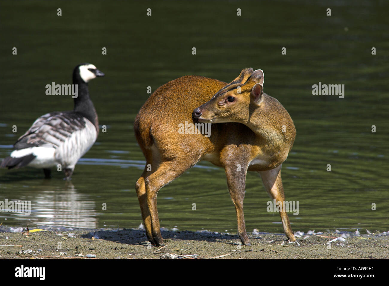 Very small deer hi-res stock photography and images - Alamy