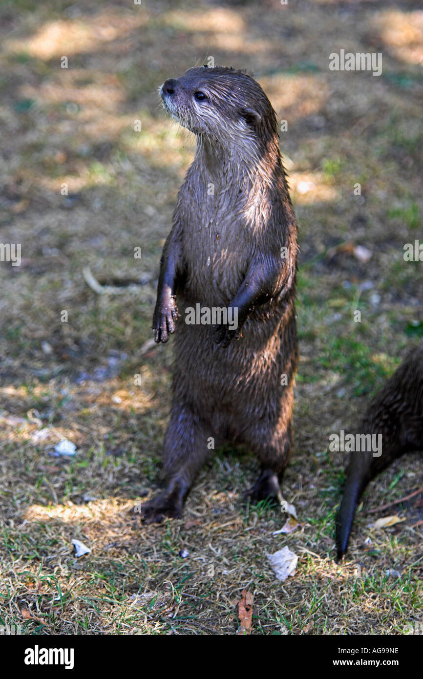 Otter standing hi-res stock photography and images - Alamy