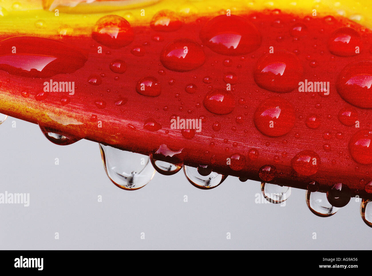 Image of a dove repeated in water droplets on the fringes of a crab ...