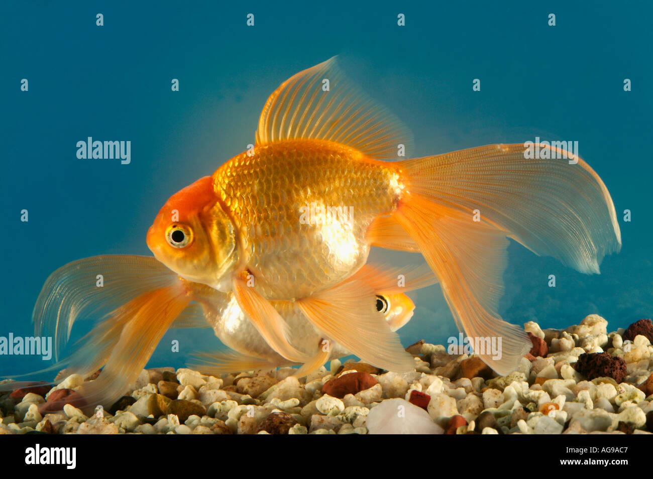 Gold colour hi-res stock photography and images - Alamy
