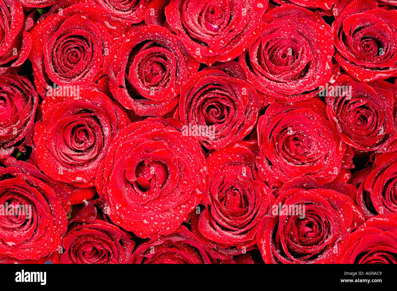 Red roses bunched together Stock Photo - Alamy