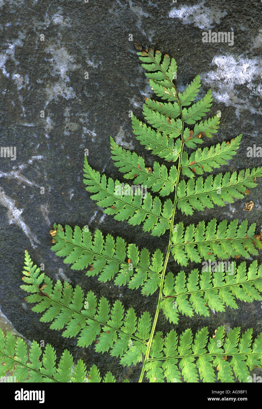 Green fern frond on black granite Green Mountains National Forest ...