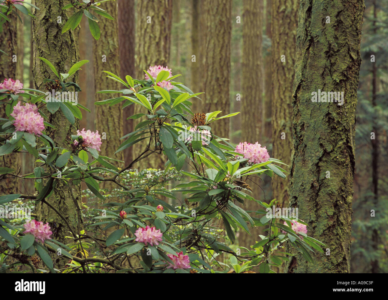 Wild pacific rhododendrons in forest Rhododendron State Park Coupeville ...