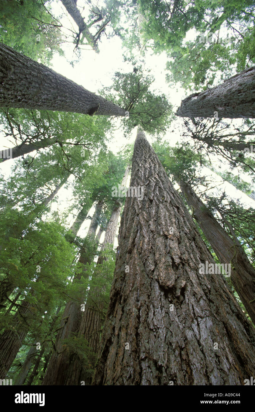 Looking up to tops of trees in old growth forest Mount Rainier National ...