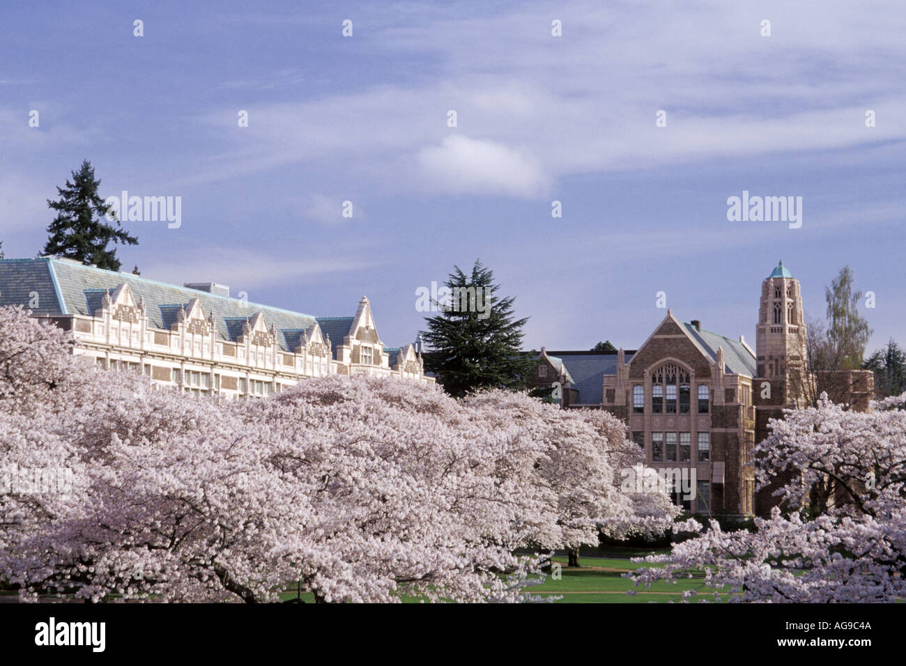 University of Washington Liberal Arts Quadrangle cherry trees in bloom ...