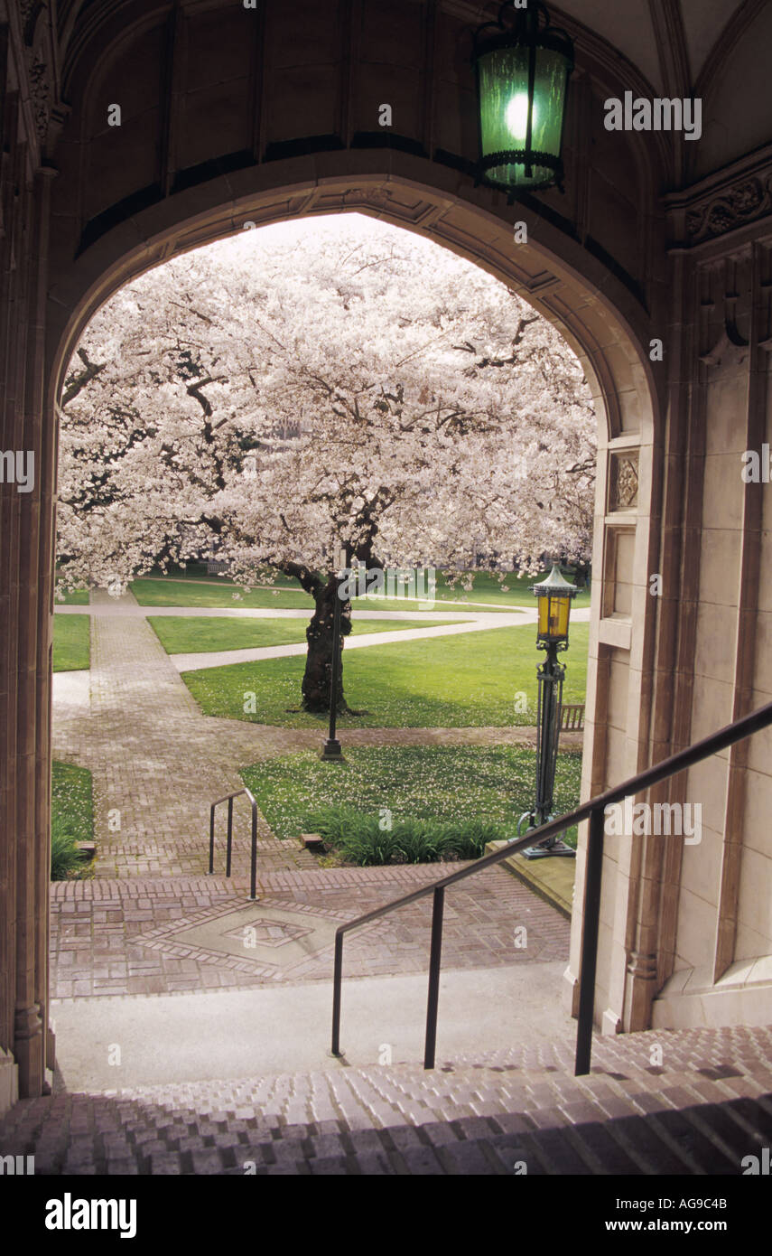 Cherry blossom arch way hi-res stock photography and images - Alamy