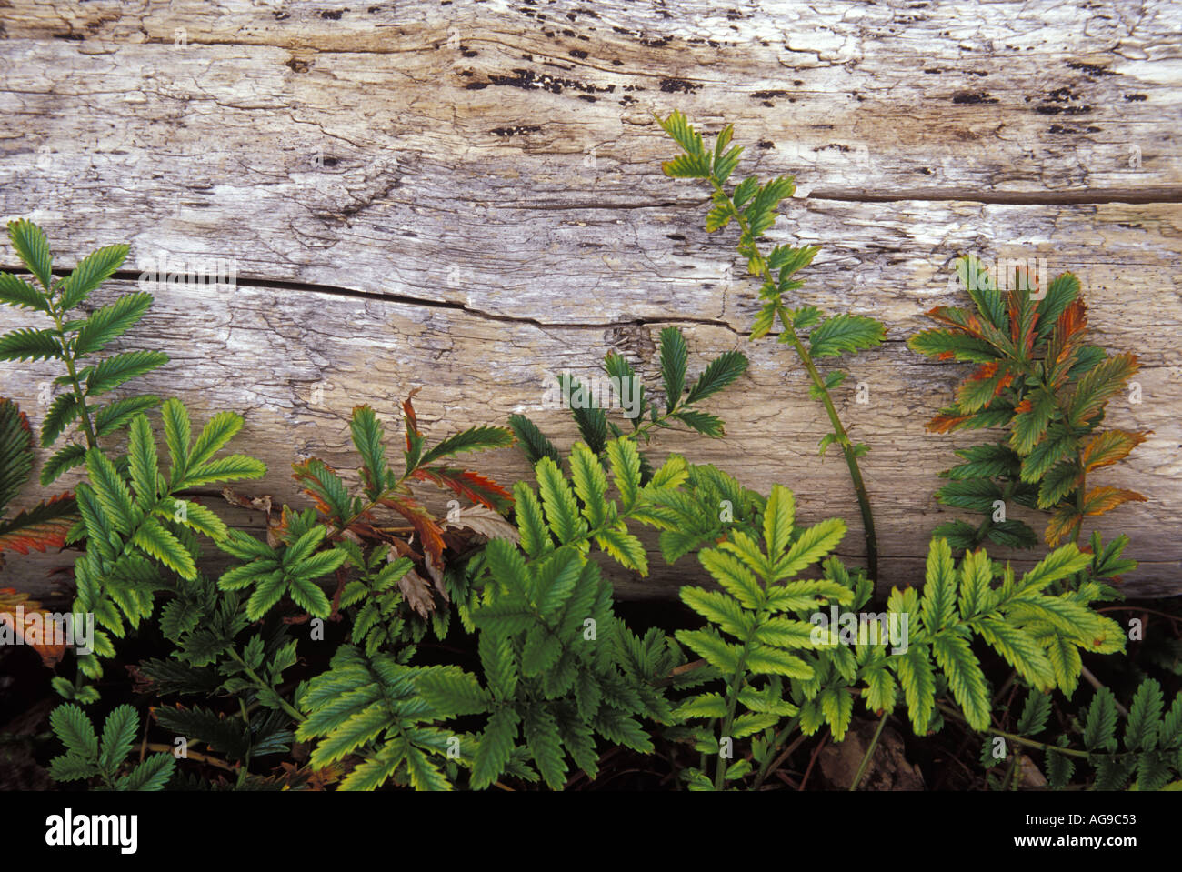 Pacific Silverweed Potentilla anserina Deception Pass State Park ...