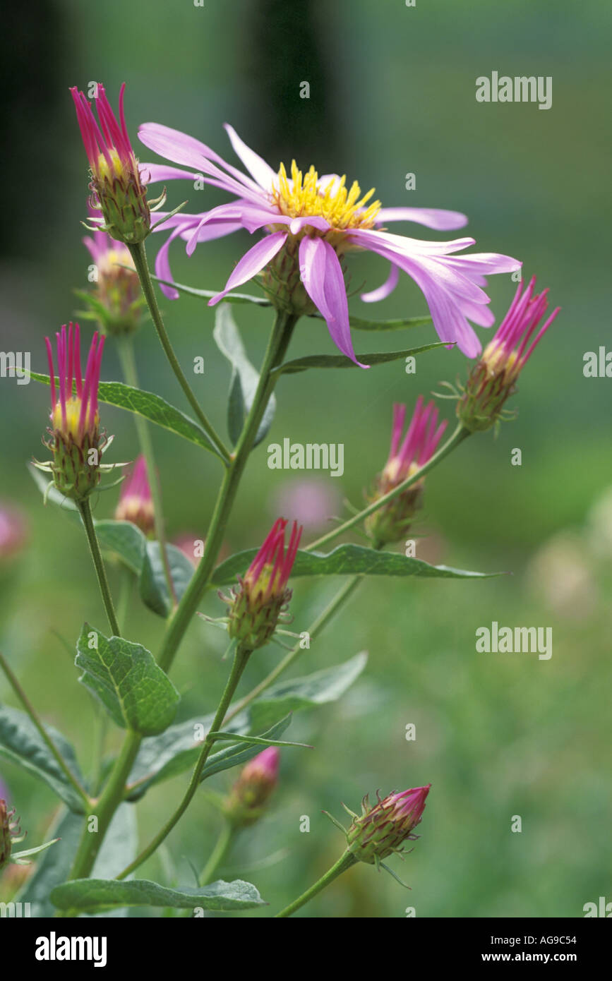 Aster alpigenus hi-res stock photography and images - Alamy