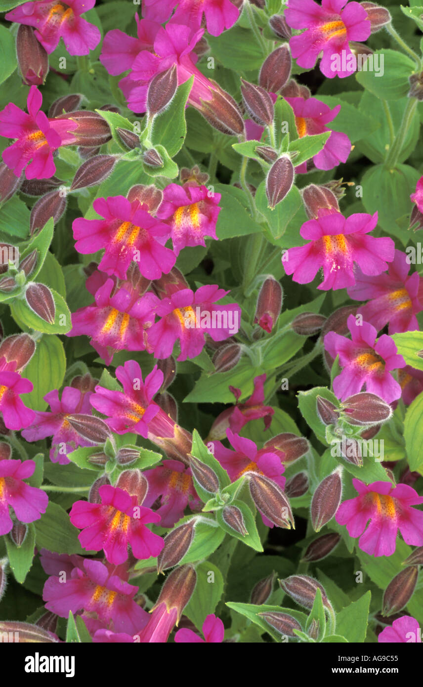 Mimulus Lewisii High Resolution Stock Photography and Images - Alamy