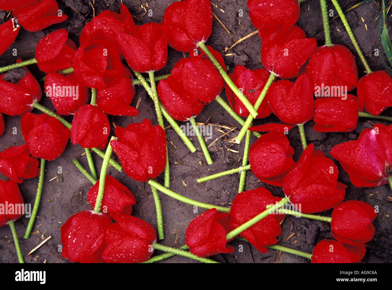 Laying in mud hi-res stock photography and images - Alamy