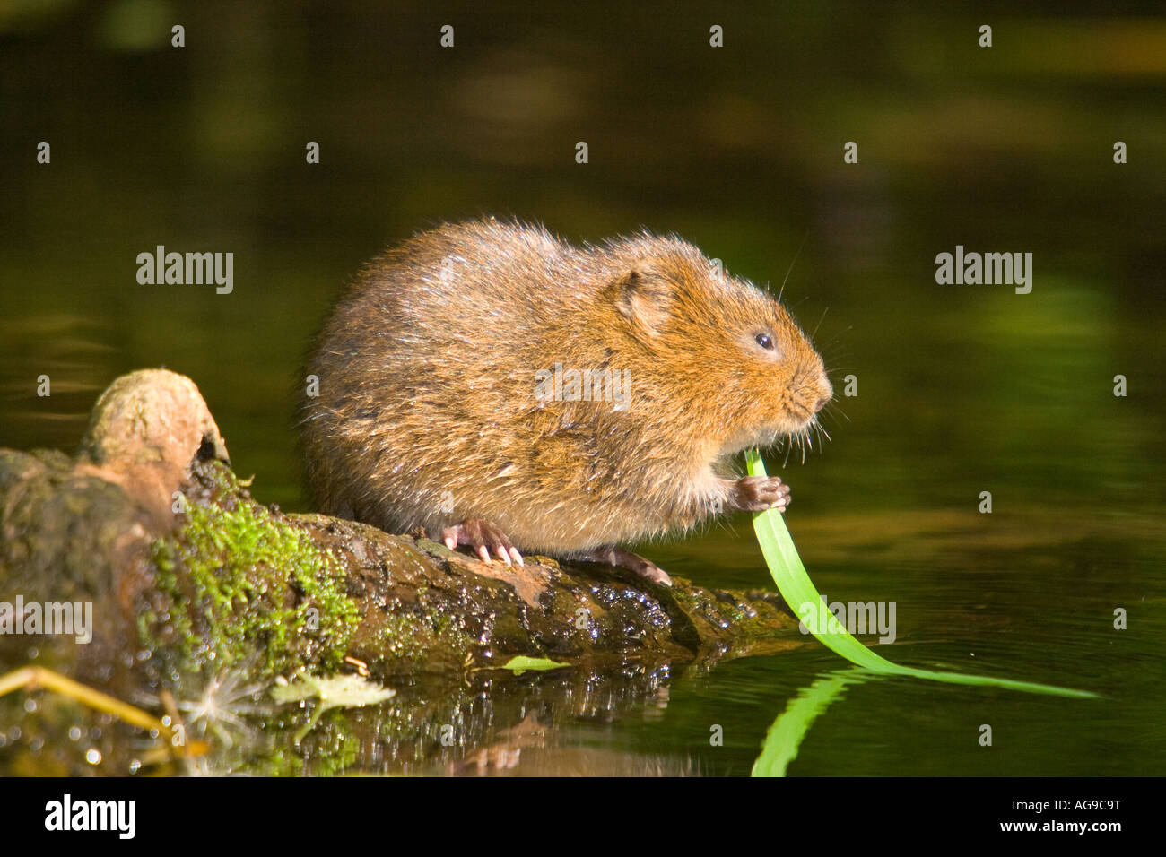 WATER VOLE Arvicola terrestris Stock Photo - Alamy