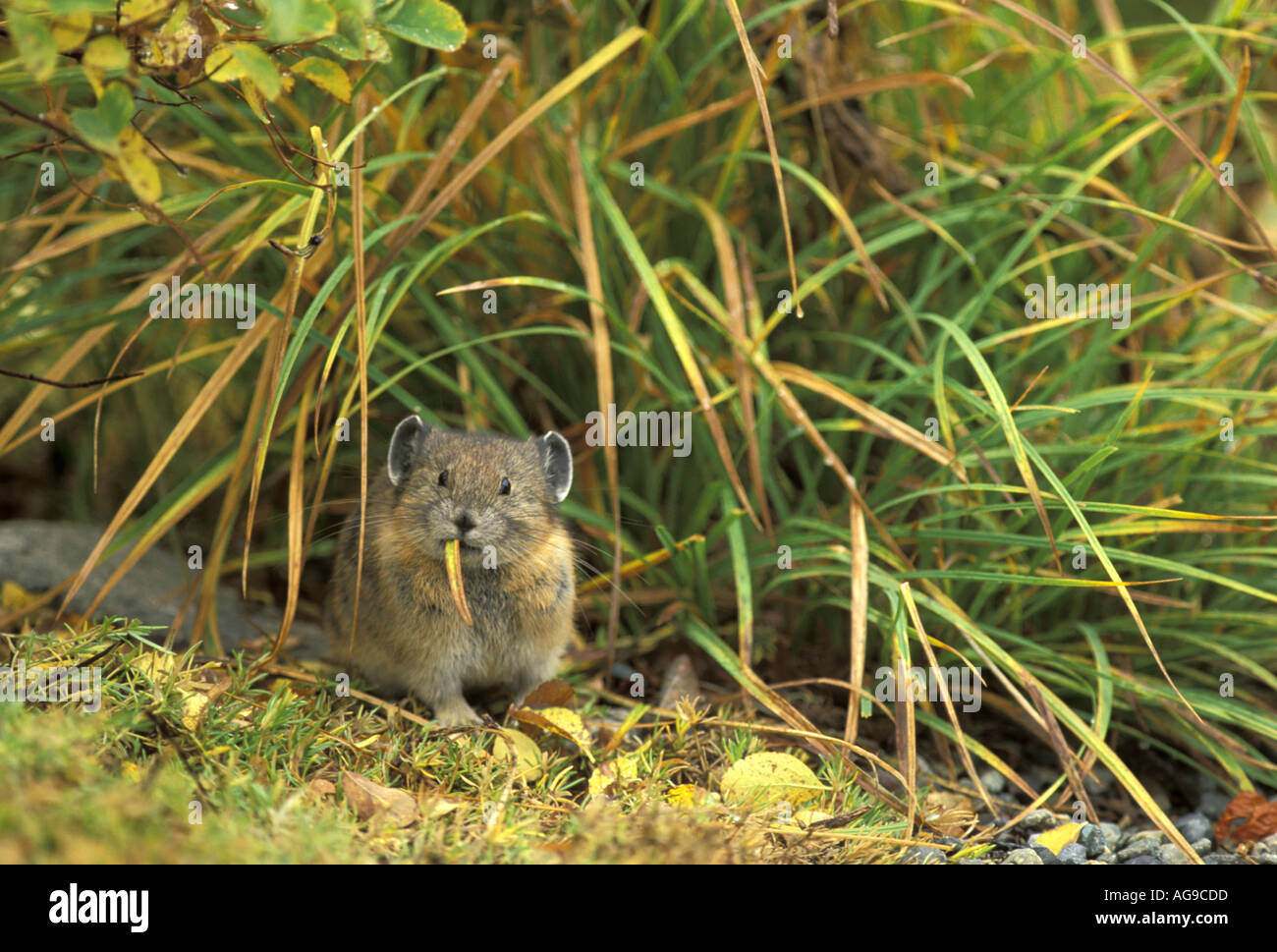 American Pika Ochotona priceps eating grass Edith Creek Basin Paradise ...