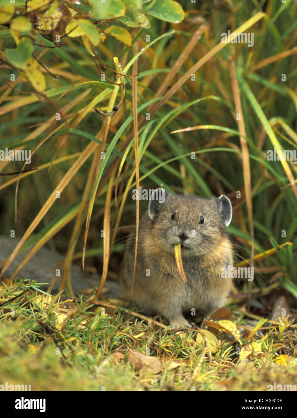 American Pika Ochotona priceps eating grass Edith Creek Basin Paradise ...