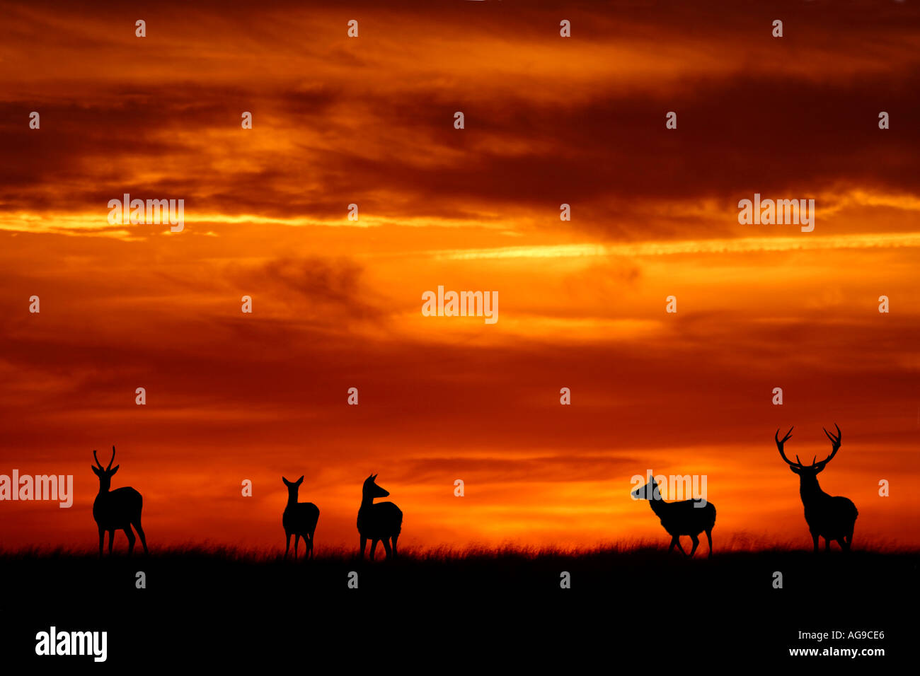 Ben hall deer hi-res stock photography and images - Alamy