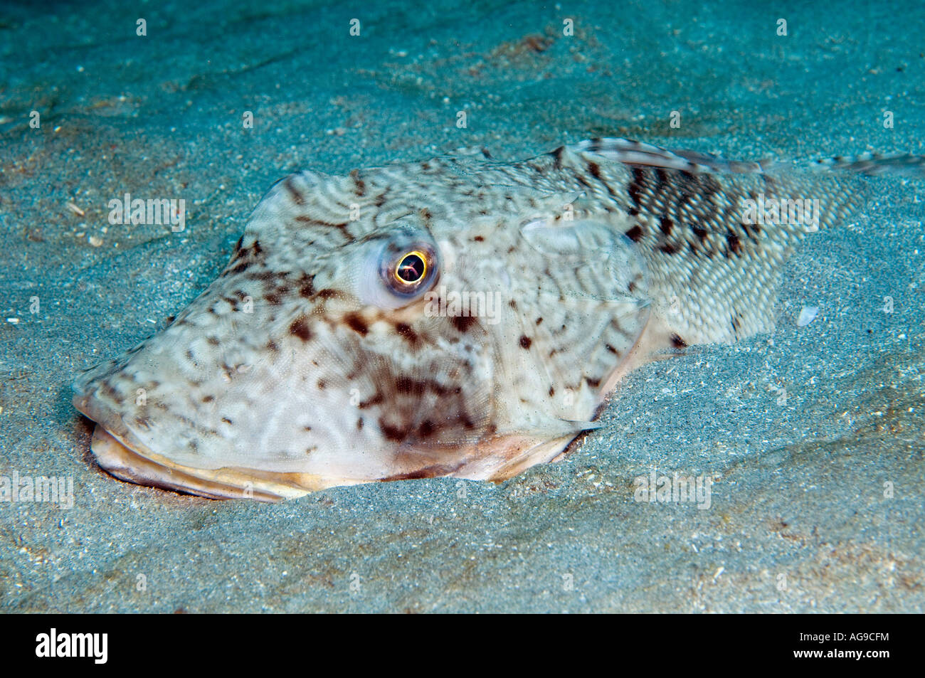 Prionotus hi-res stock photography and images - Alamy