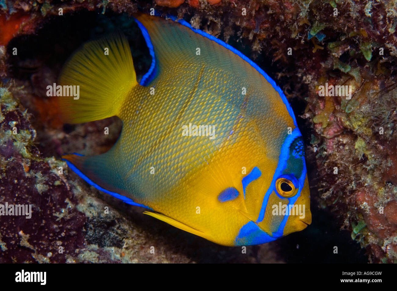 Juvenile Queen Angelfish (Holacanthus ciliaris) photographed in the ...