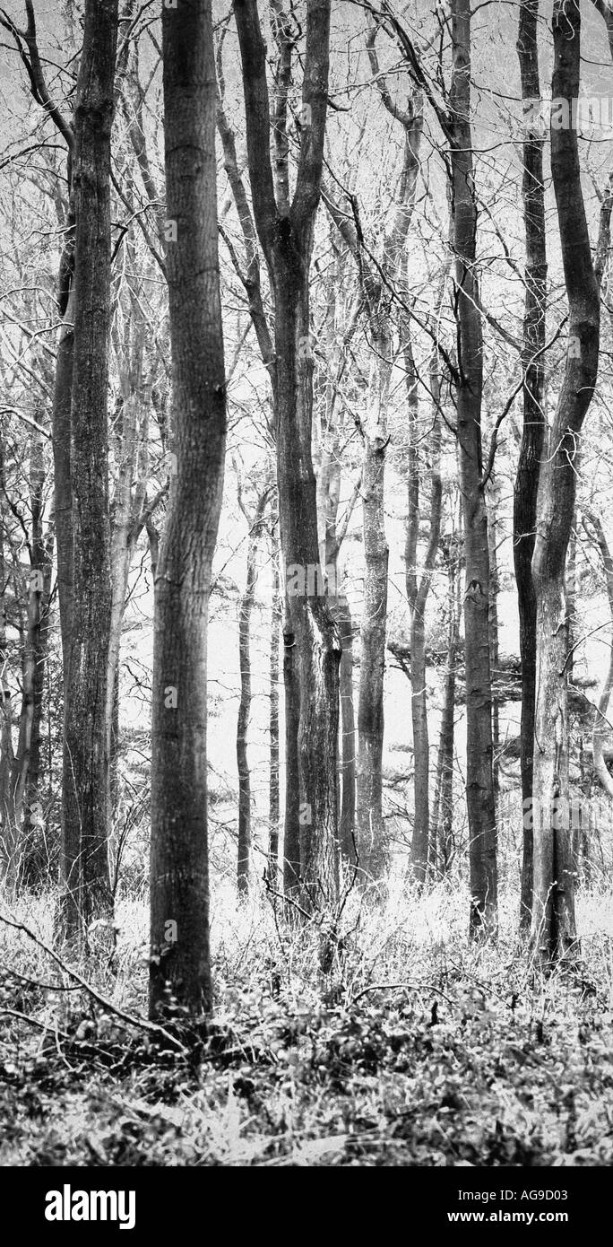 Tall trees Black and White Stock Photos & Images - Alamy