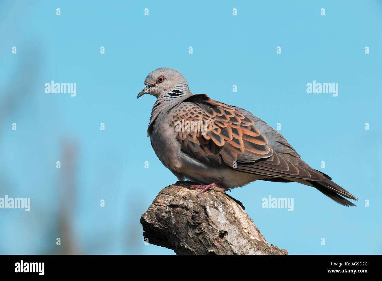 Turtle dove blue sky natural hi-res stock photography and images - Alamy