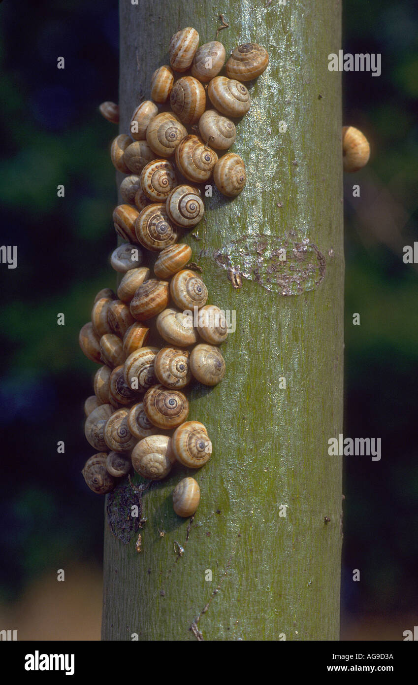 Snails on a tree hi-res stock photography and images - Alamy