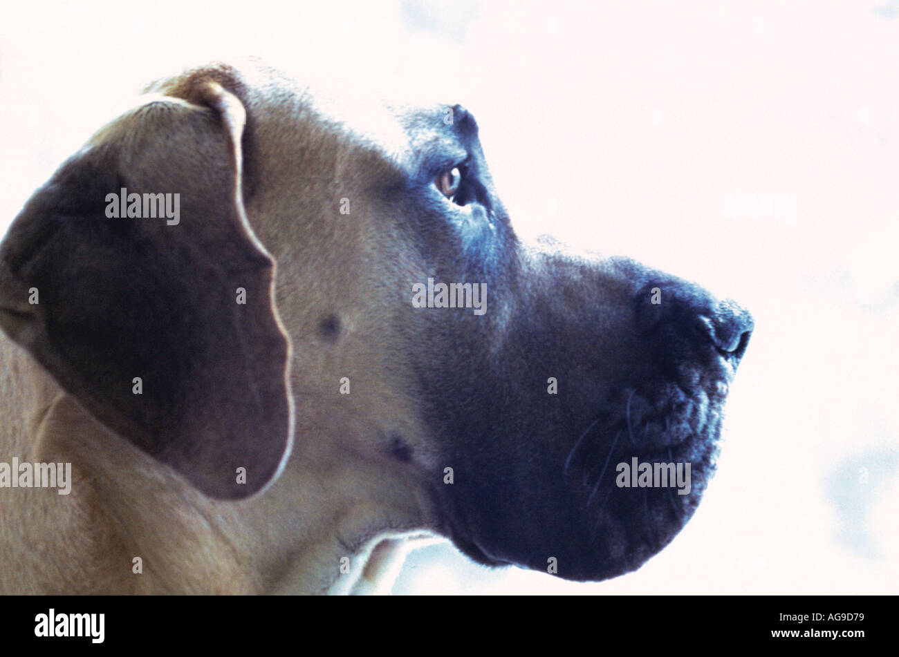 Great Dane dog portrait Stock Photo - Alamy