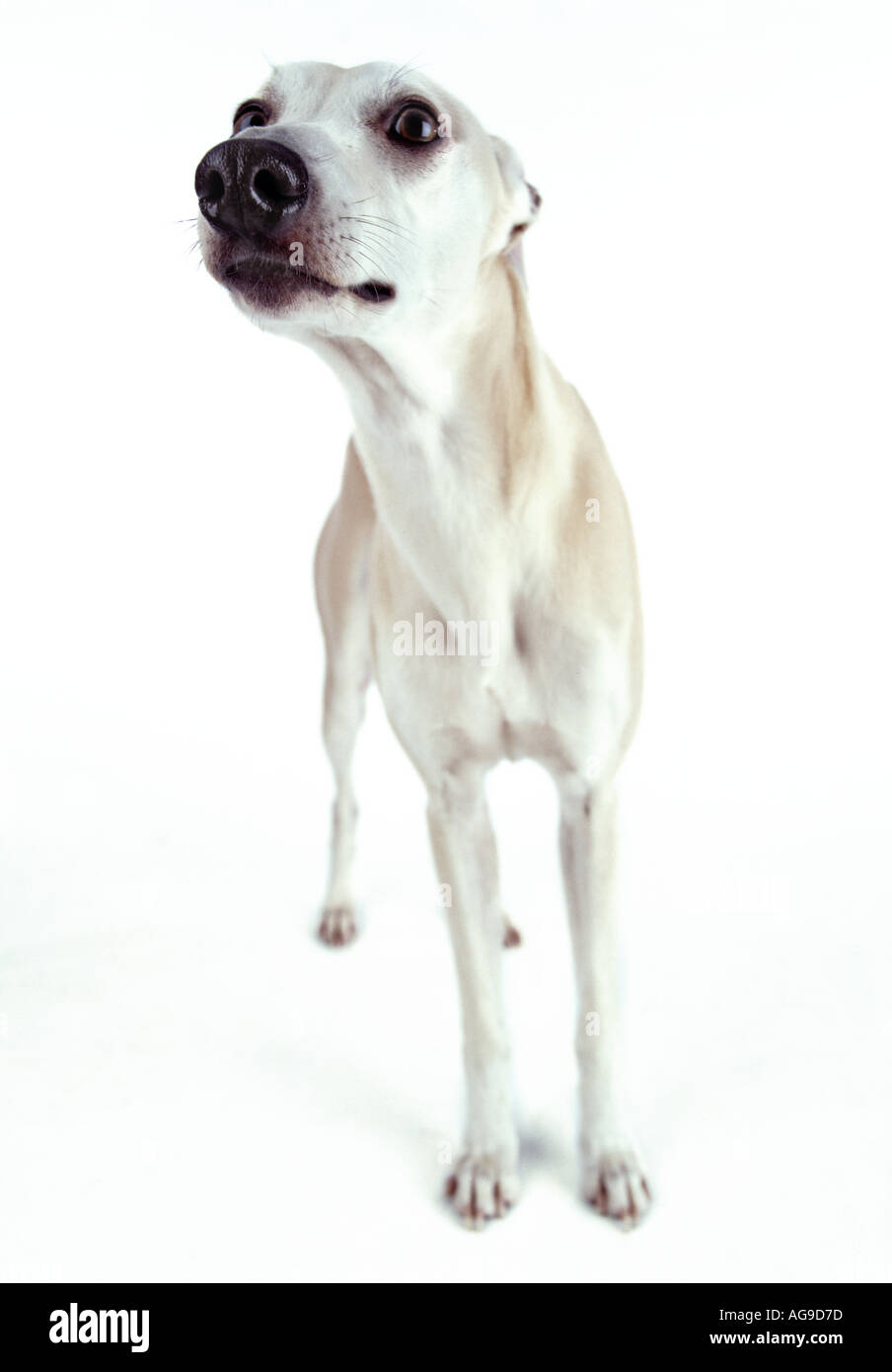 white whippet dog Stock Photo - Alamy