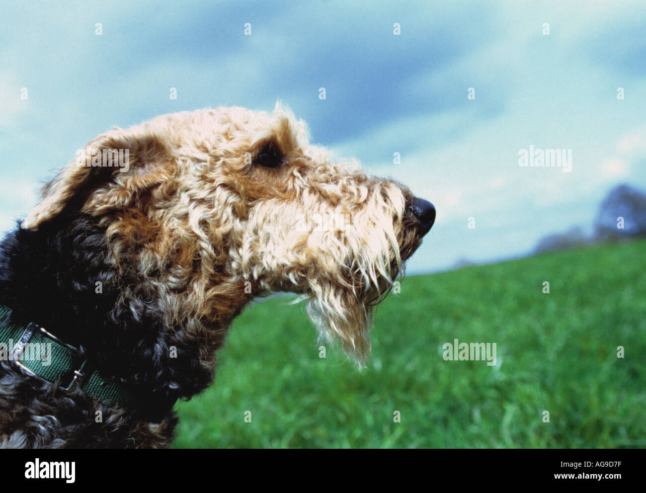 Welsh hound dog hi-res stock photography and images - Alamy