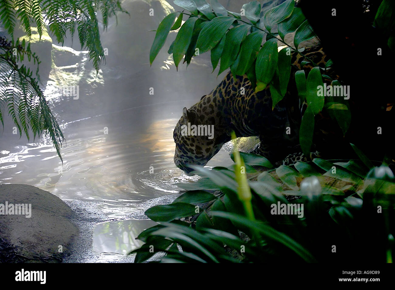Jaguar drinking from a pool Stock Photo - Alamy