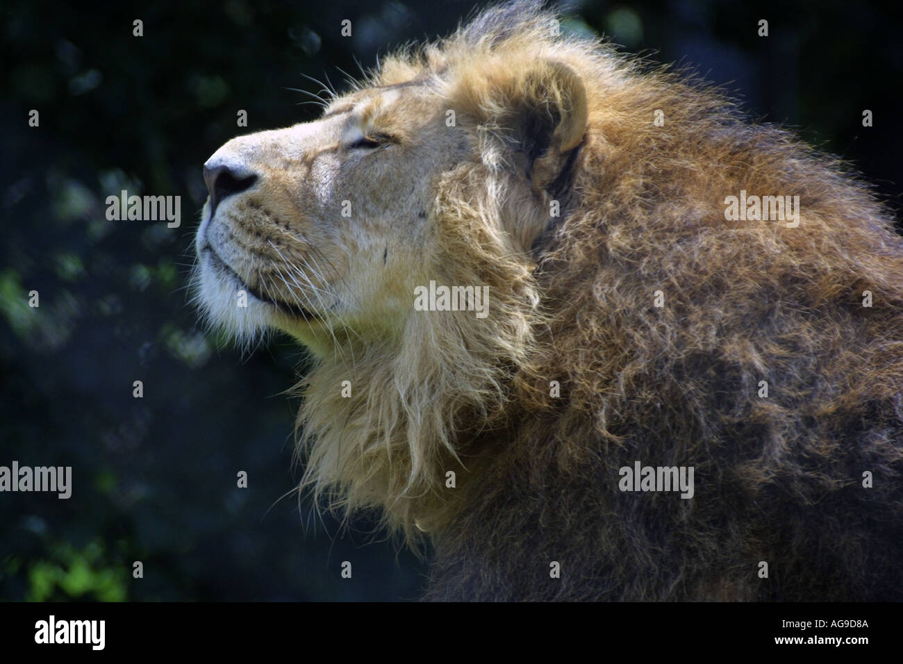 Lion sideways hi-res stock photography and images - Alamy