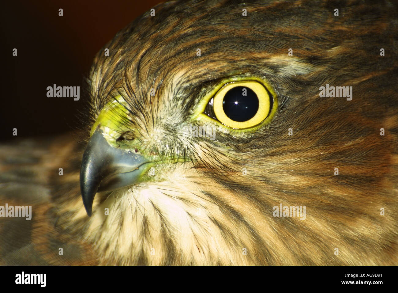 The sparrowhawk hi-res stock photography and images - Alamy