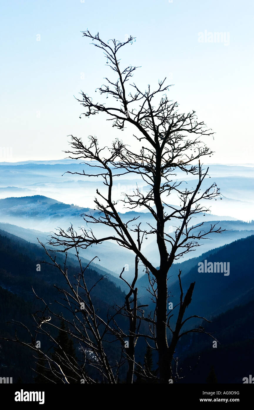 View on valley through a tree Stock Photo - Alamy