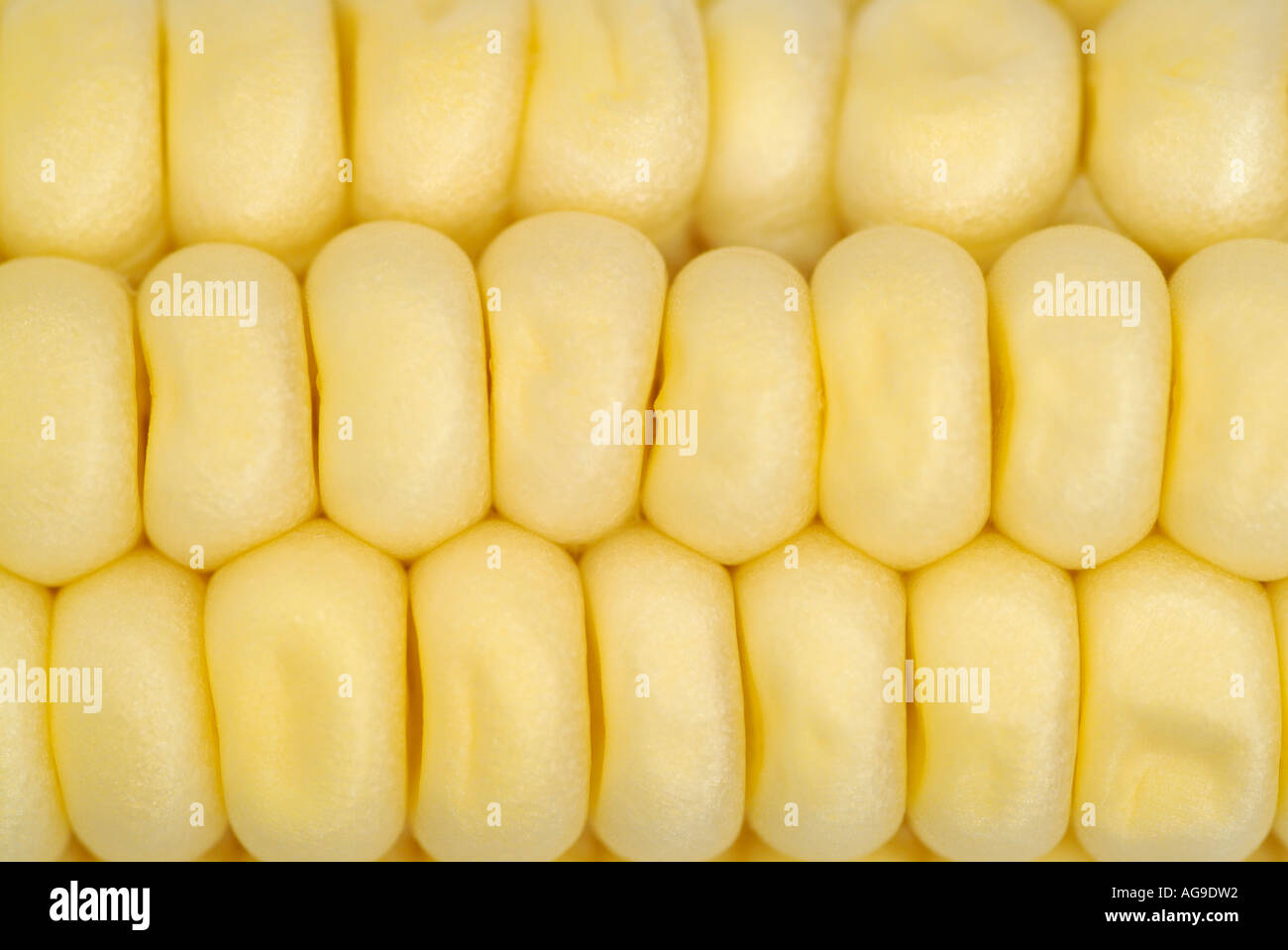 Sweetcorn Corn on the Cobb Close Up Stock Photo - Alamy