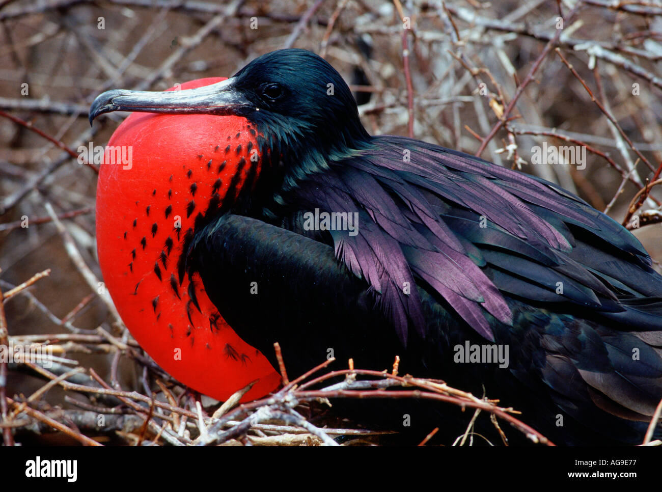 Galapagos male frigate bird hi-res stock photography and images - Alamy