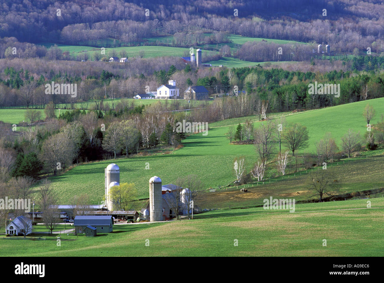 Barnyard grasses hi-res stock photography and images - Alamy