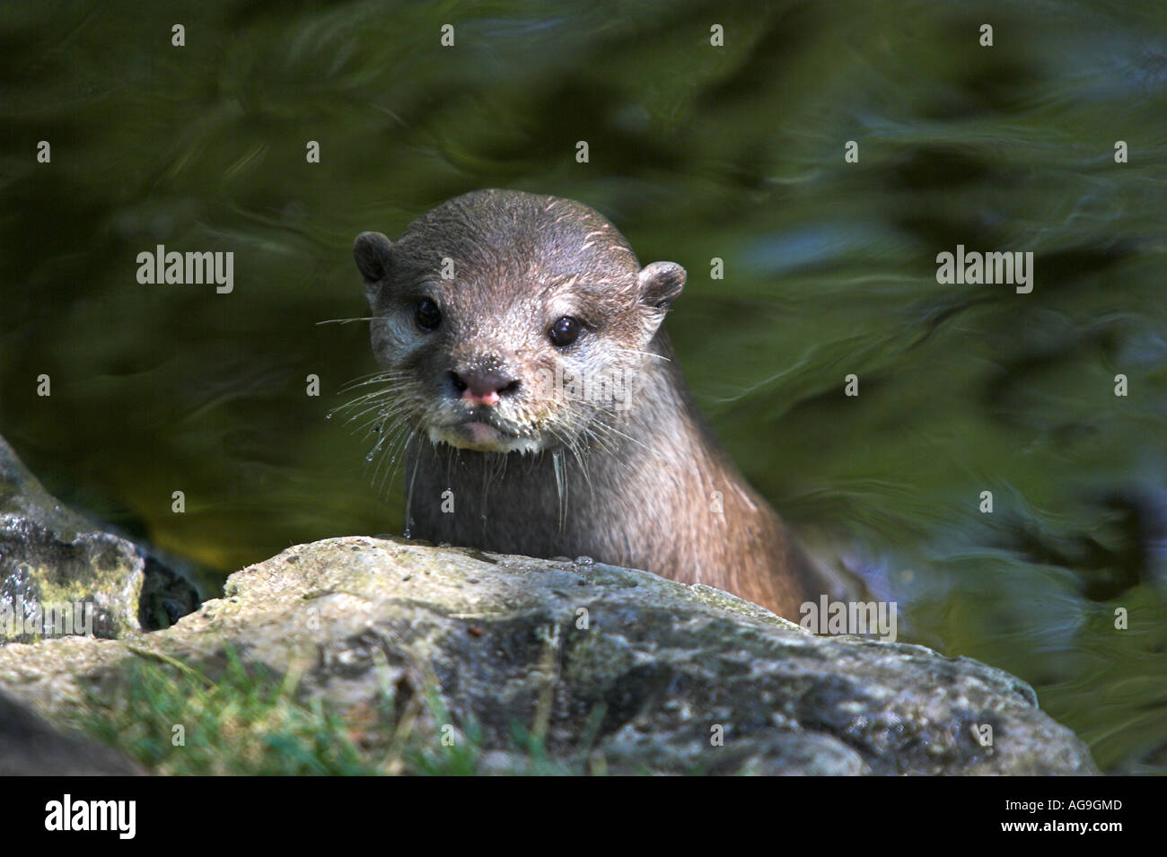 cute otter in the water Stock Photo - Alamy