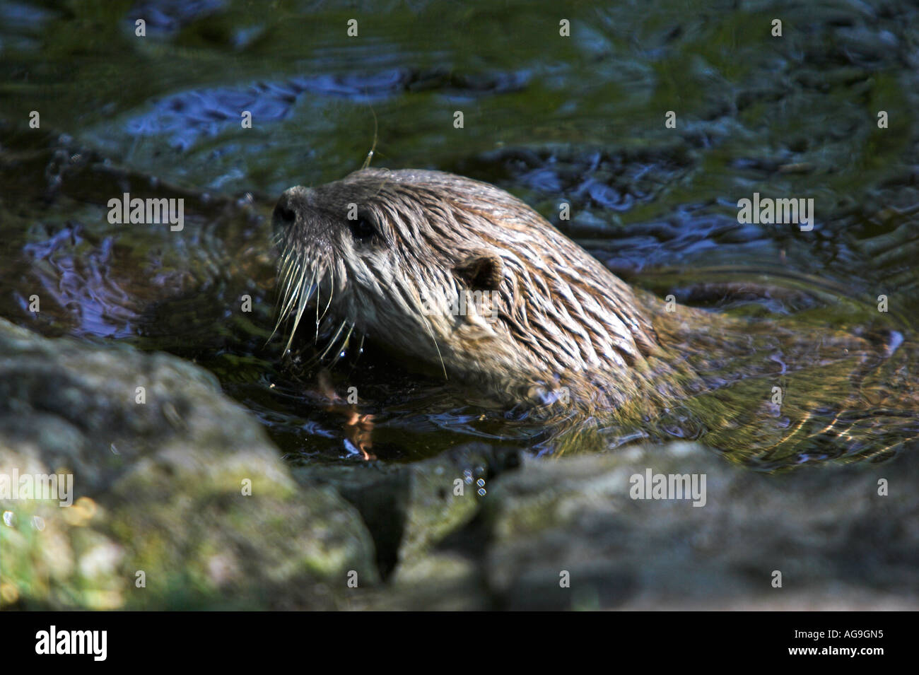 cute otter in the water Stock Photo - Alamy