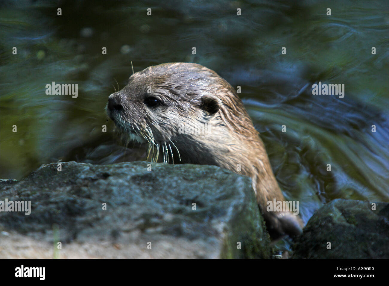 young asian otter Stock Photo - Alamy