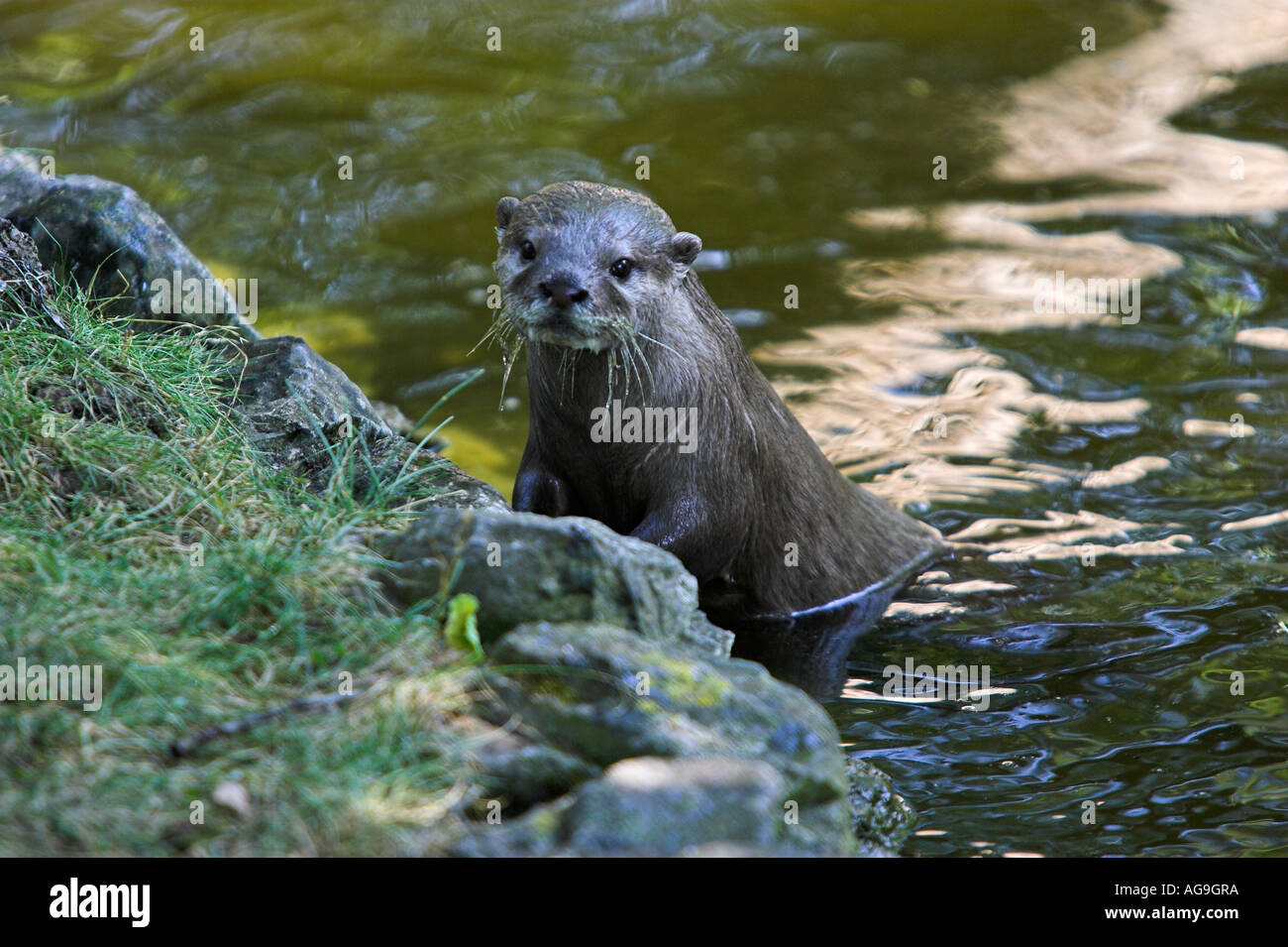 Asian otter hi-res stock photography and images - Alamy