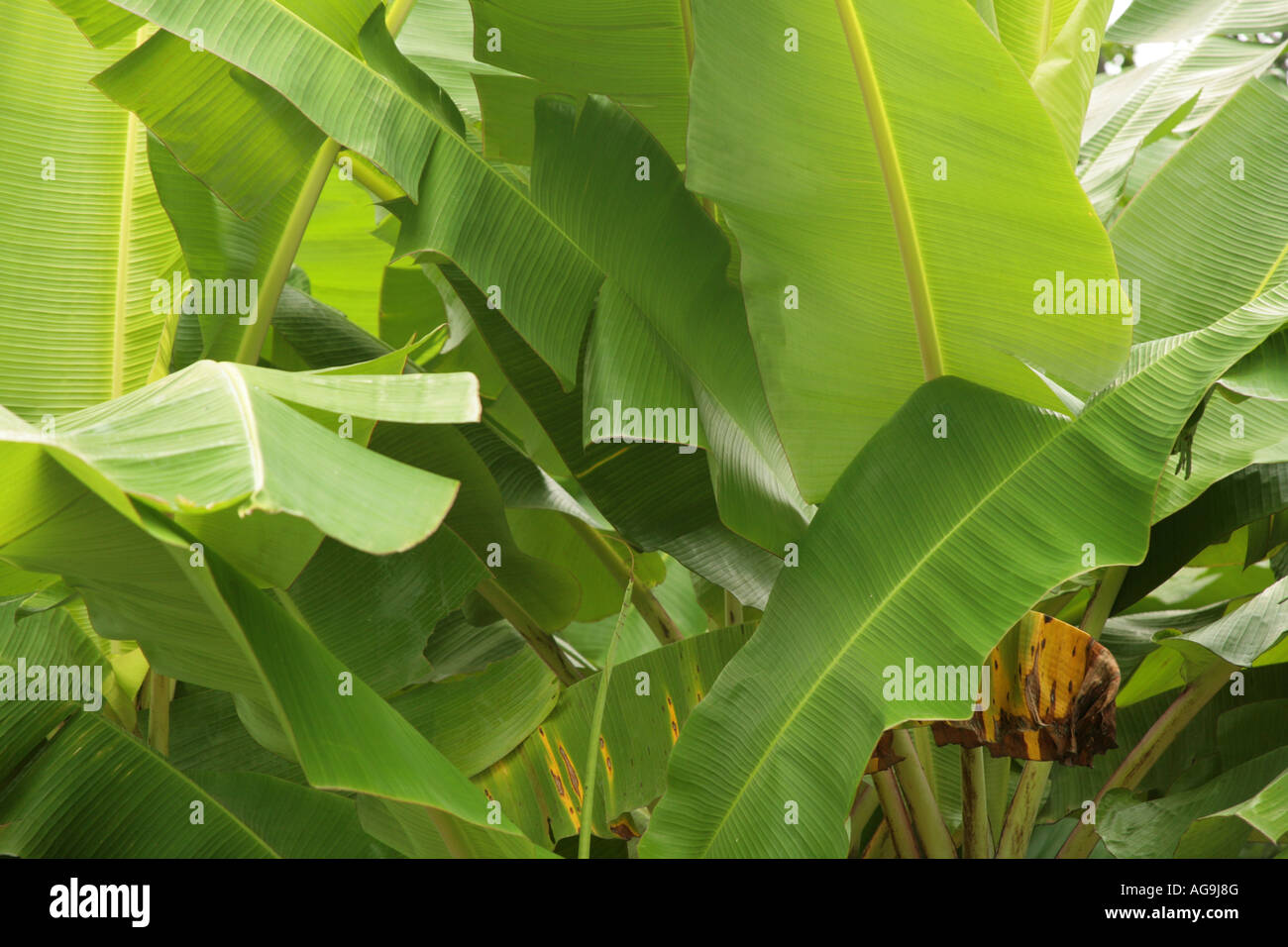 Planteen hi-res stock photography and images - Alamy