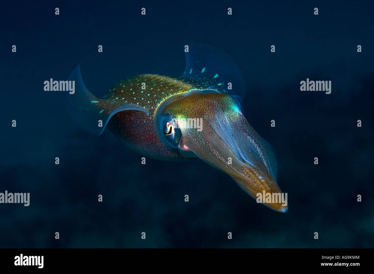 Caribbean Reef Squid (Sepioteuthis sepioidea) photographed in Palm ...