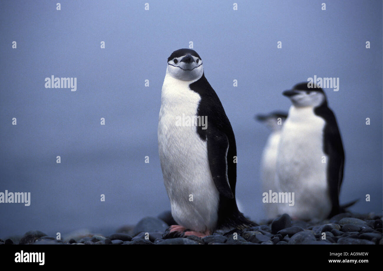 Antarctica Chinstrap penguins Pygoscelis antarctica standing Stock ...