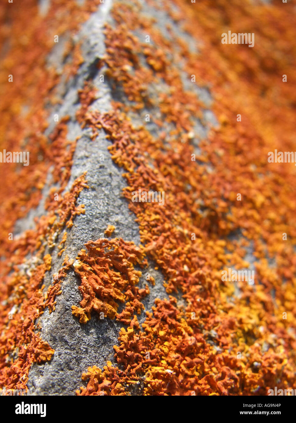 Die flechte hi-res stock photography and images - Alamy