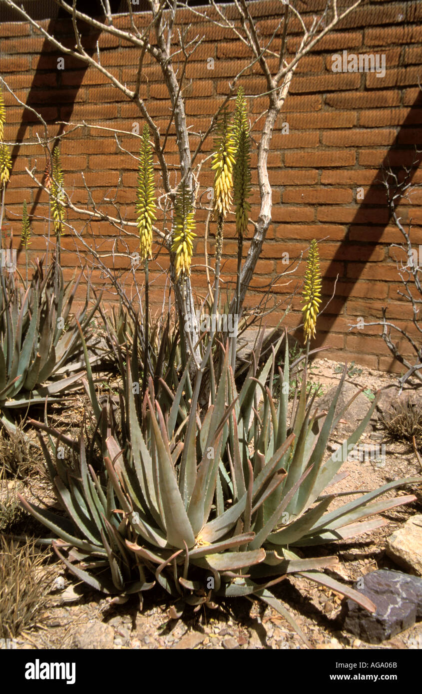 Arizona USA Sonoran Desert Museum Flora Fauna Aloe Aloebella Tula ...